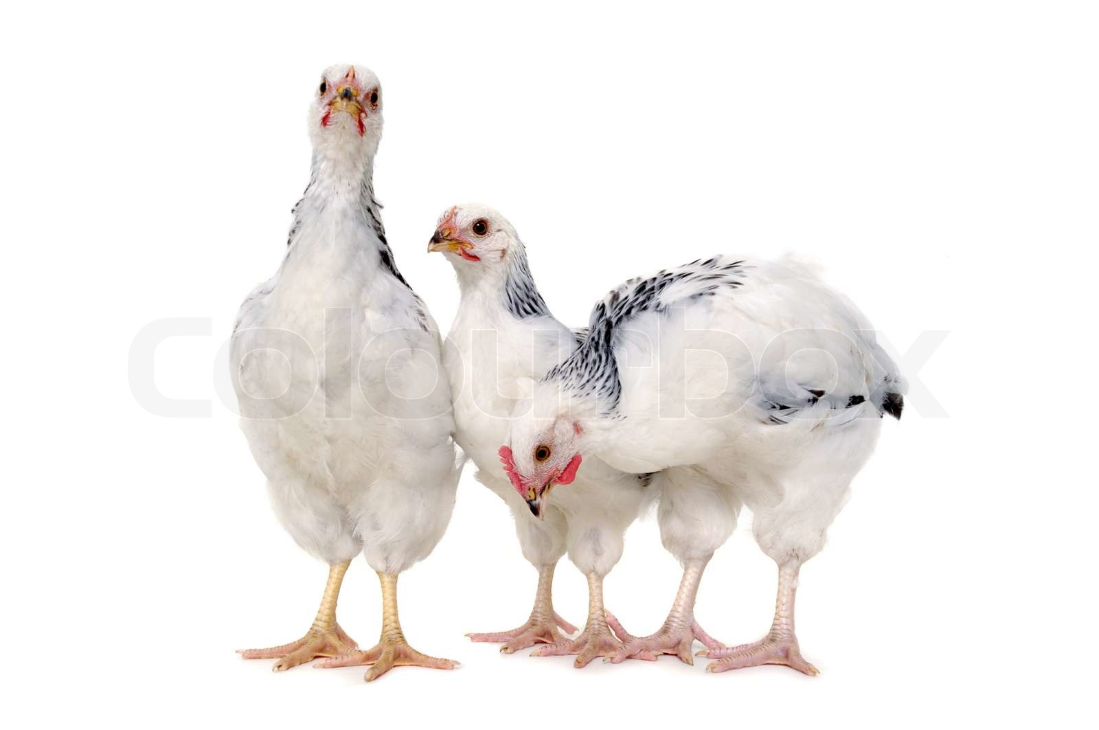 Standing chickens | Stock image | Colourbox