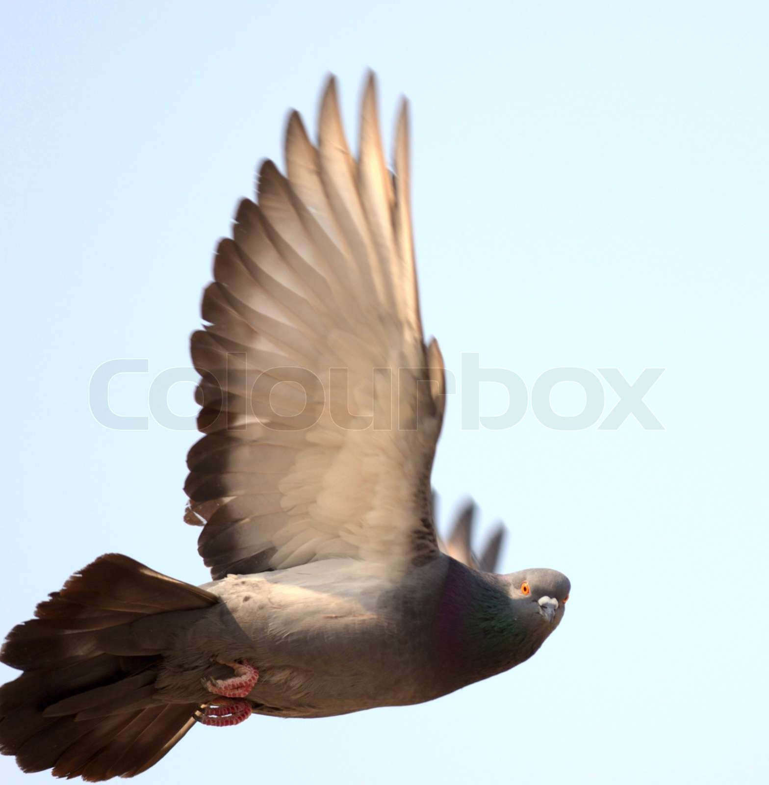 Fliegende Taube | Stock Bild | Colourbox