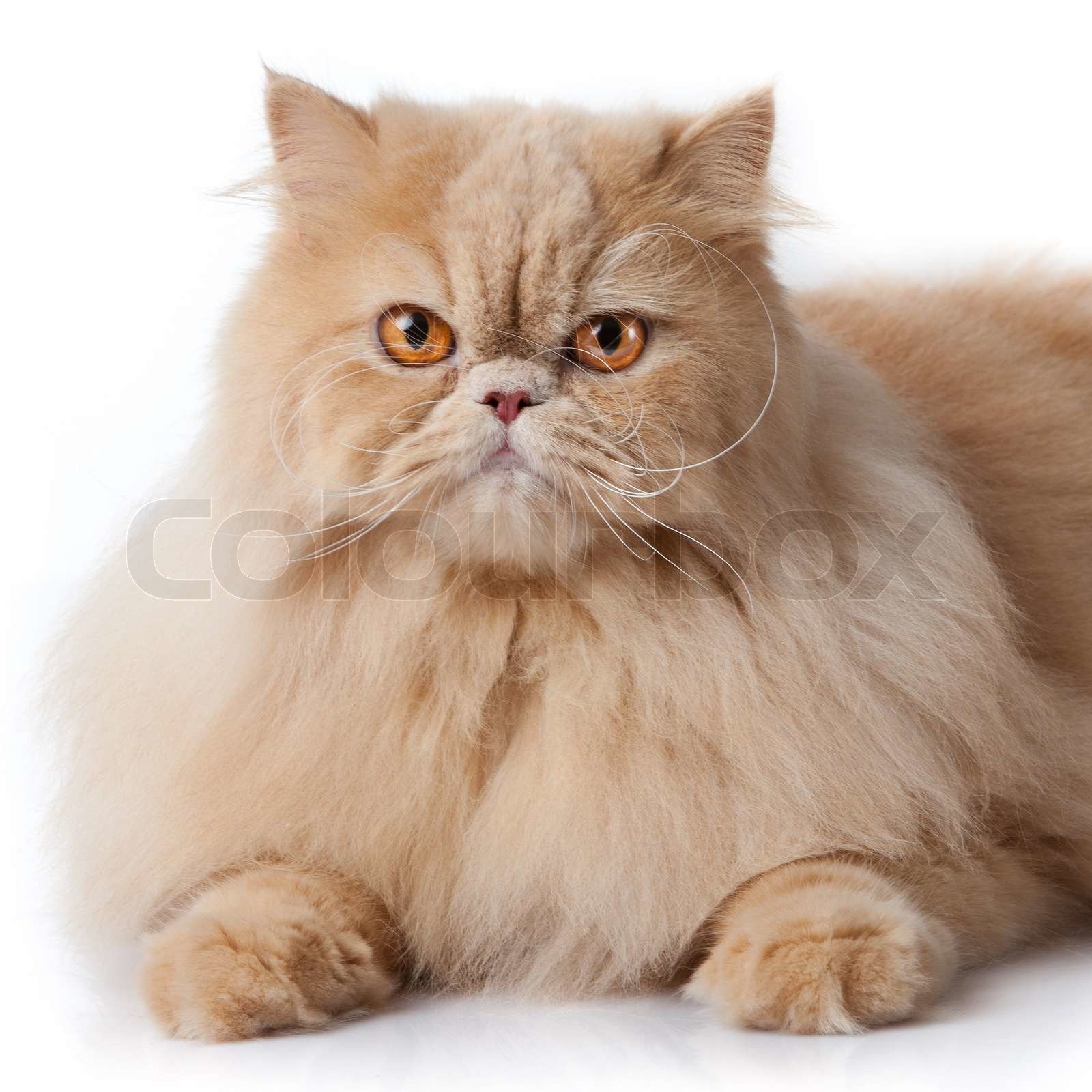 persian cat isolated on white Persian cat portrait | Stock image ...