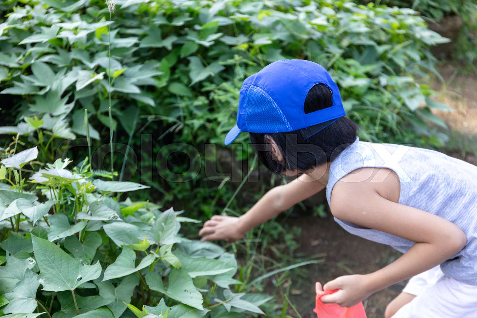 Asian Chinese Little Girl playing at organic farm | Stock image | Colourbox