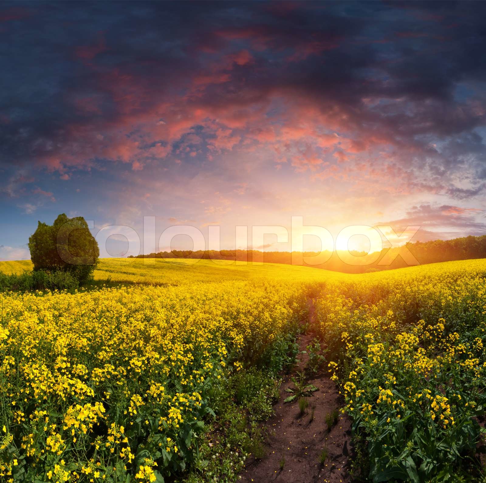 Sommerlandschaft mit einem gelben Blumen Sonnenuntergang | Stock Bild ...