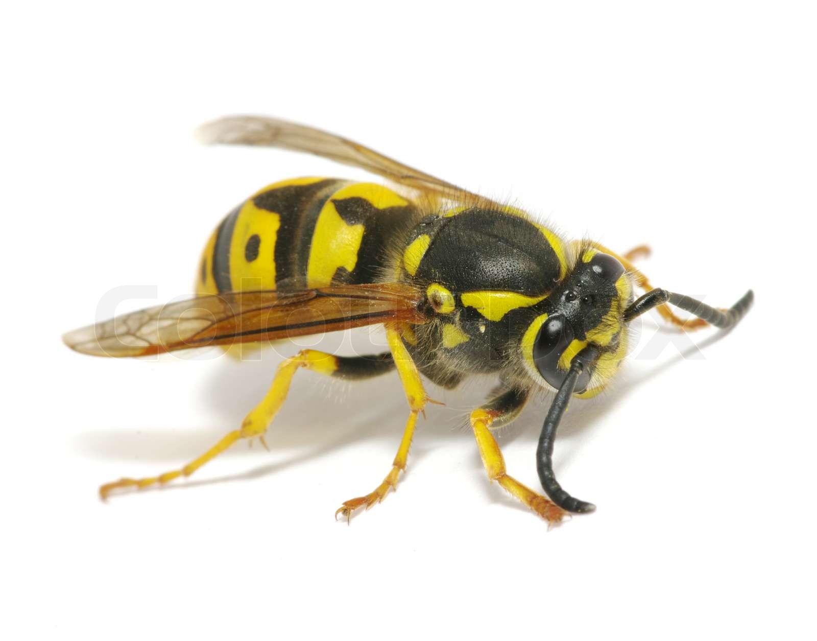 wasp | Stock image | Colourbox