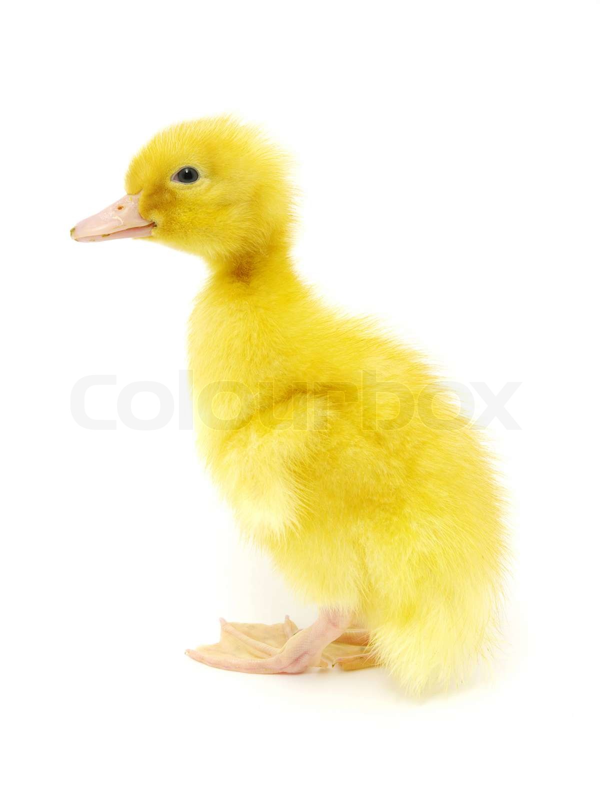 yellow duck | Stock image | Colourbox