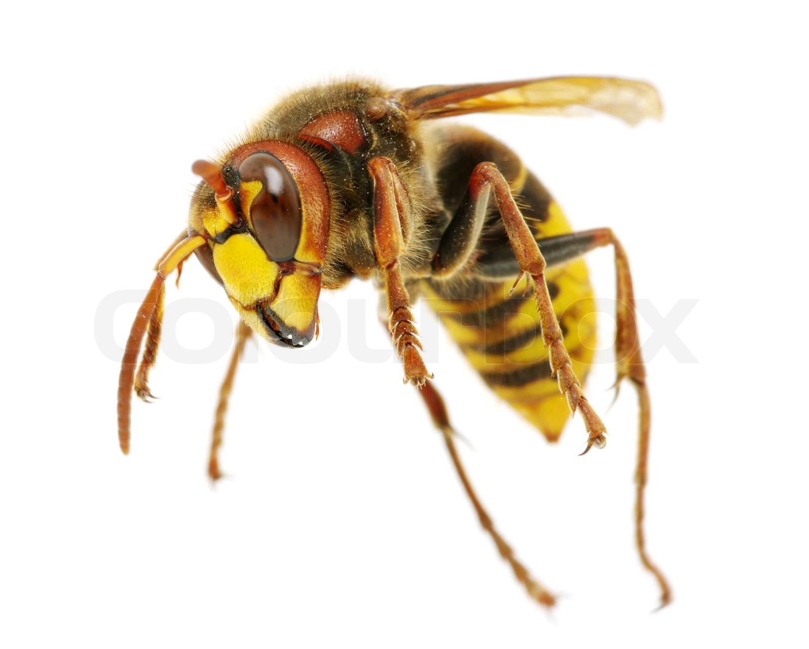 gedehams, hveps, dyr | Stock foto | Colourbox