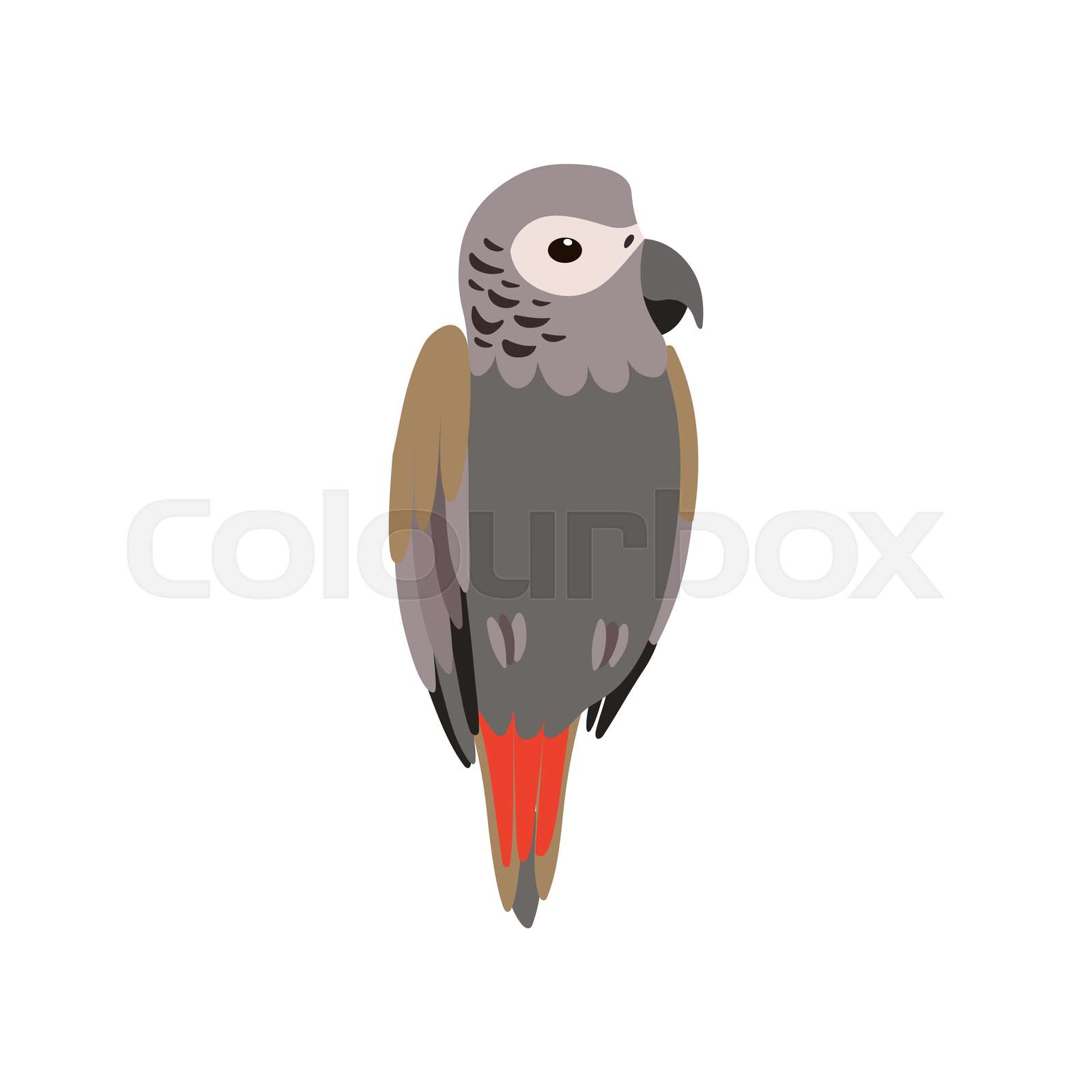 African Grey Parrot Bird, Cute Birdie Home Pet Vector Illustration ...