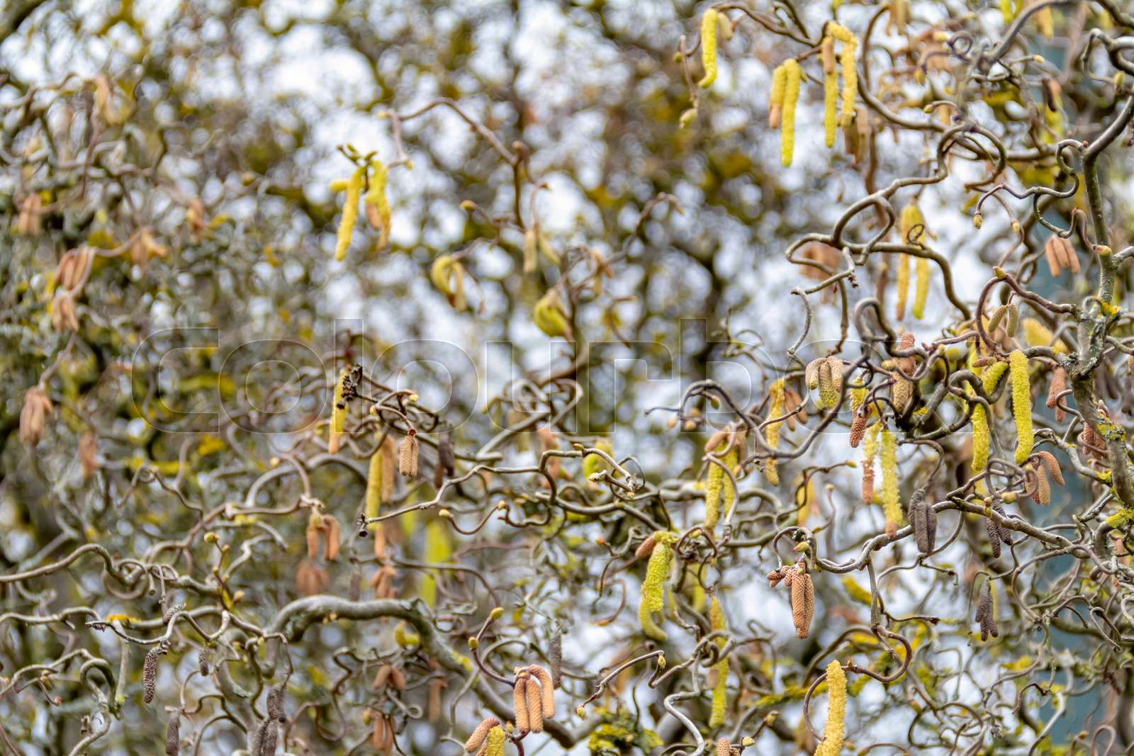 twisted hazel twigs | Stock image | Colourbox