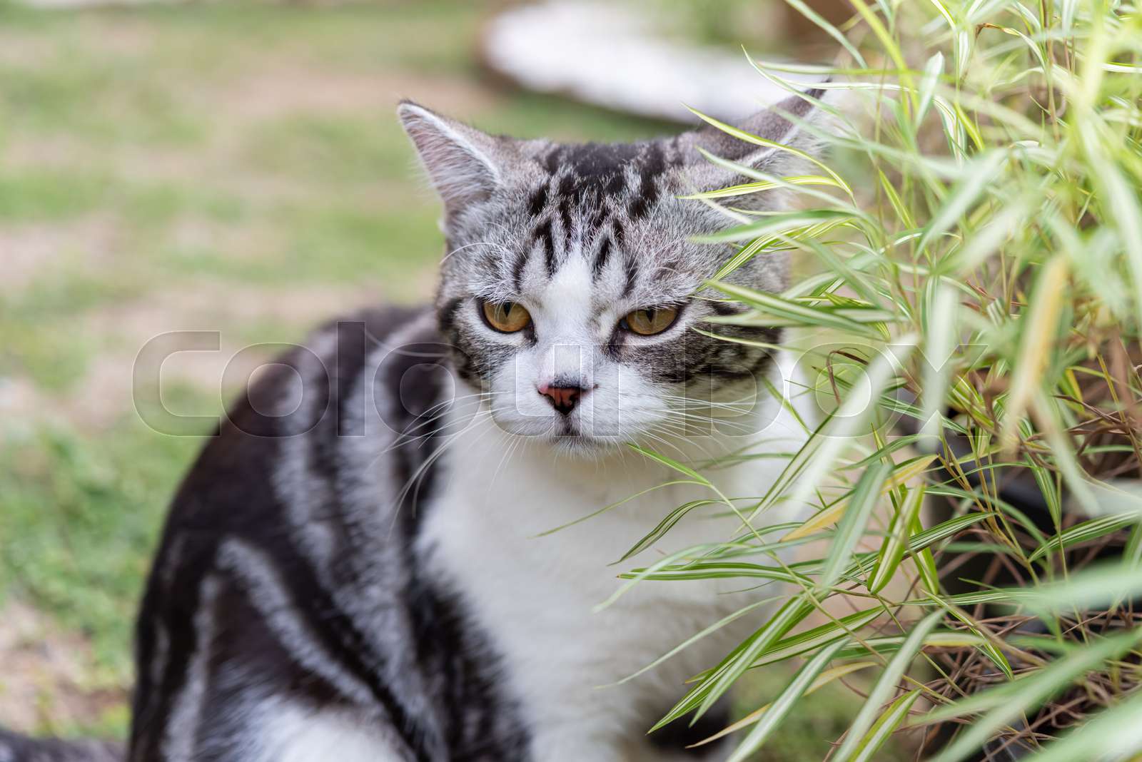 A lovely cat with bamboo tree,Thyrsostachys siamensis Gamble,natural ...