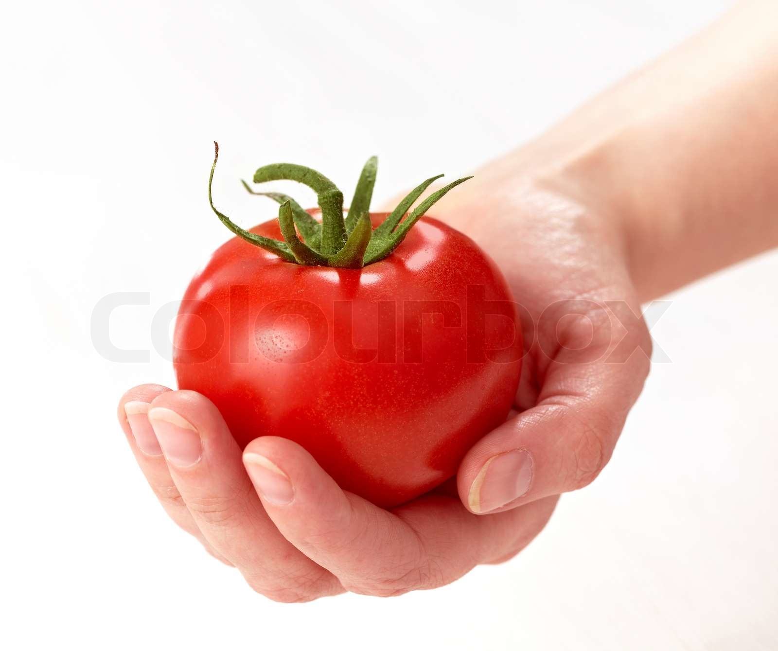 tomato in the human hand | Stock image | Colourbox