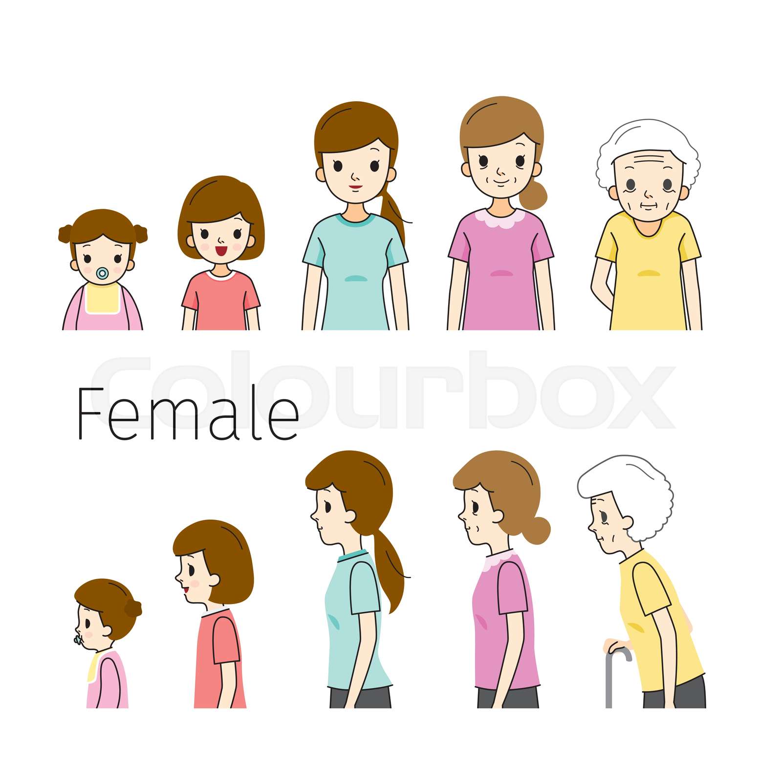 The Life Cycle Of Woman. Generations And Stages Of Human Body Growth ...