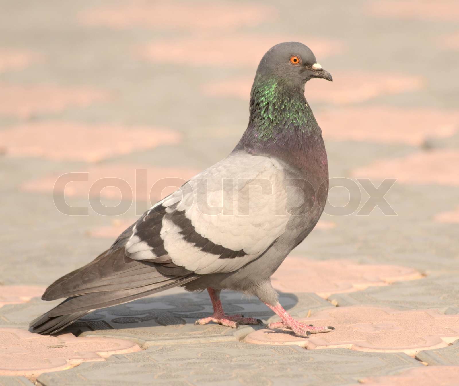 Taube | Stock Bild | Colourbox