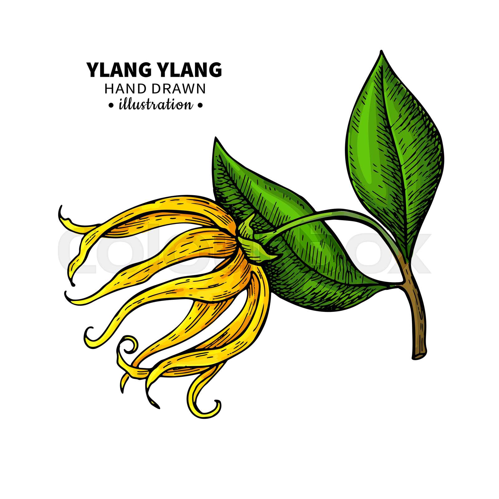 Ylang ylang vector drawing. Isolated vintage illustration of medical ...