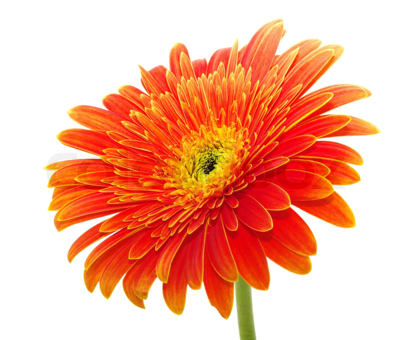 Orange gerbera | Stock image | Colourbox