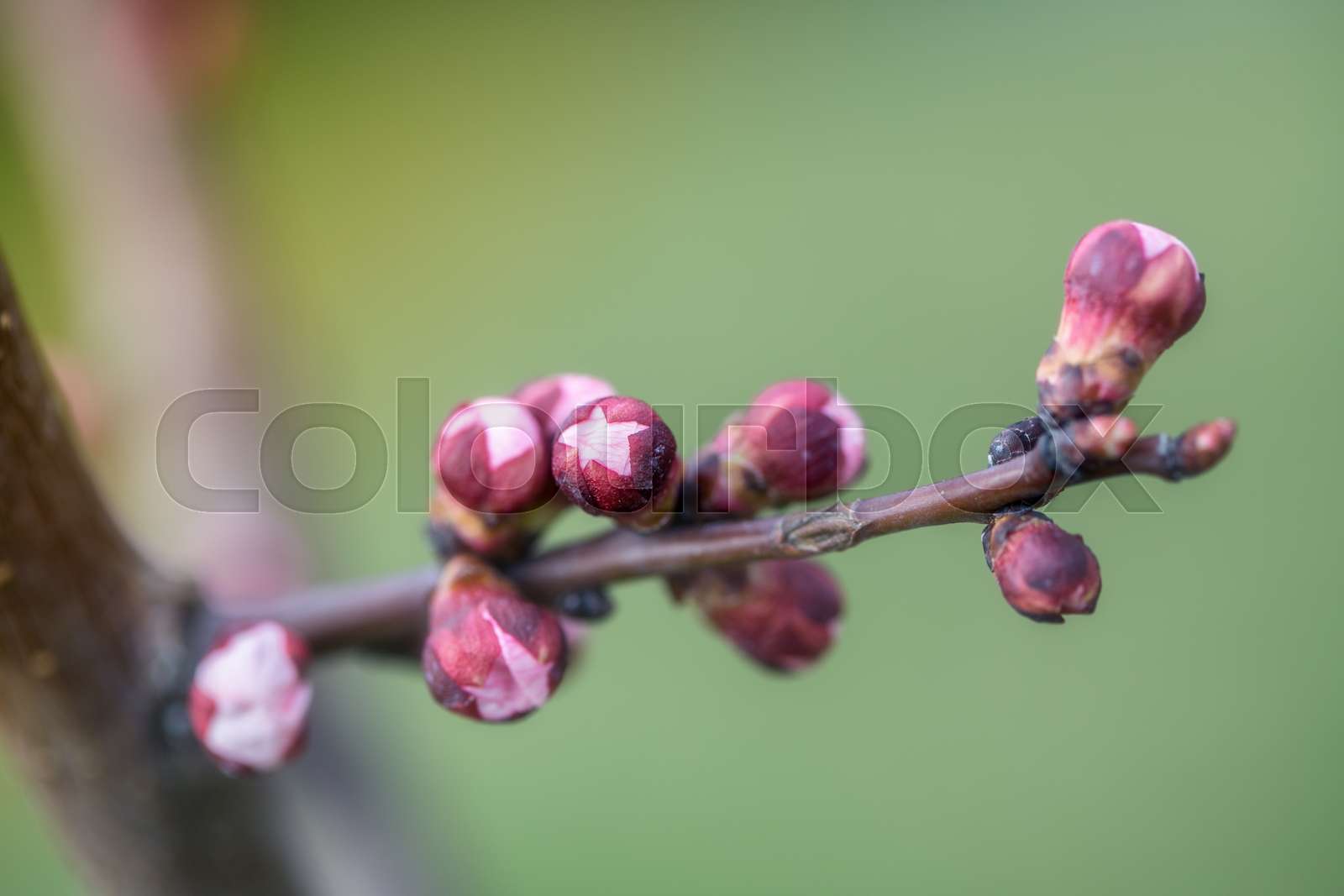 Apricot buds in the spring | Stock image | Colourbox