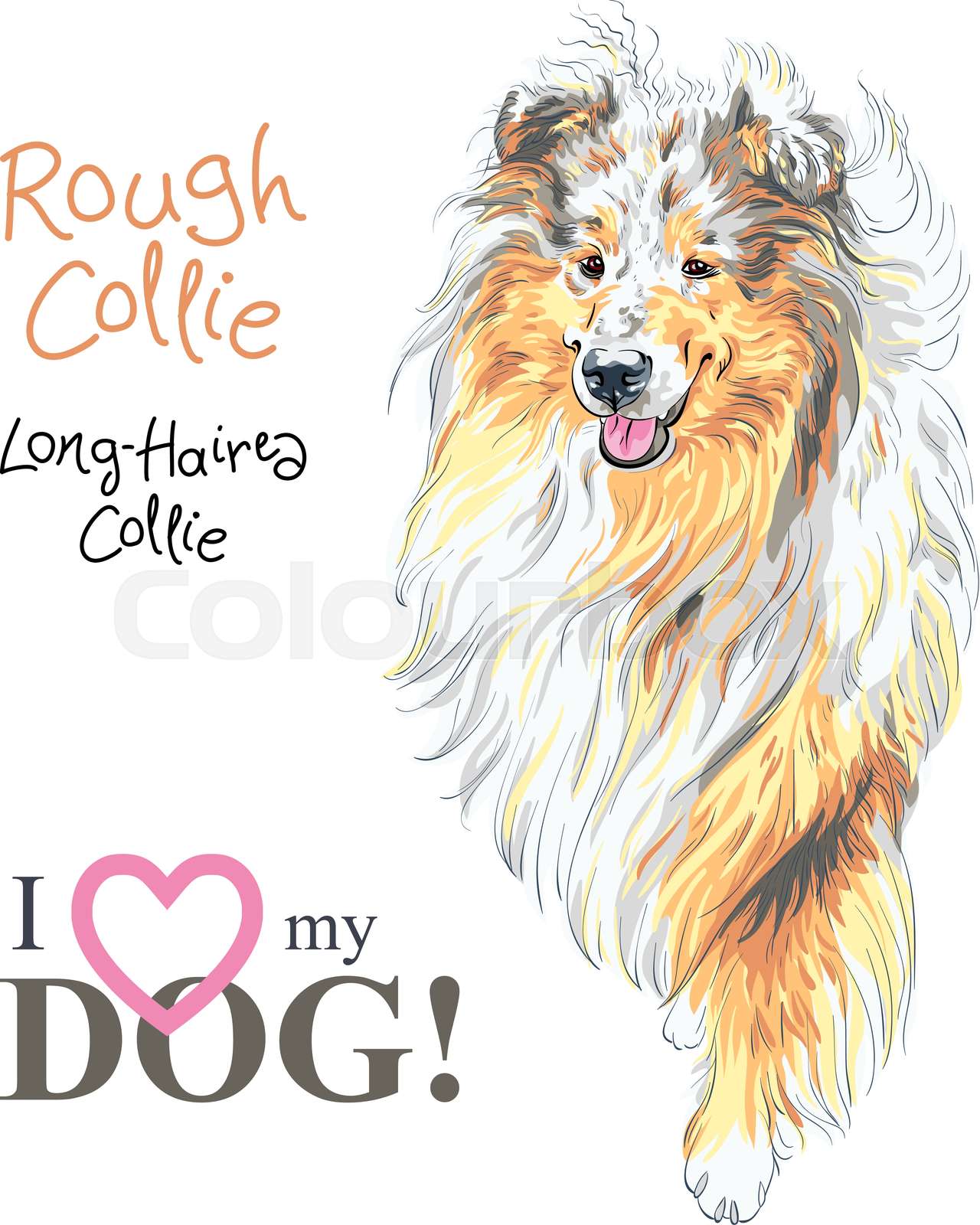 dog Rough Collie breed vector | Stock vector | Colourbox