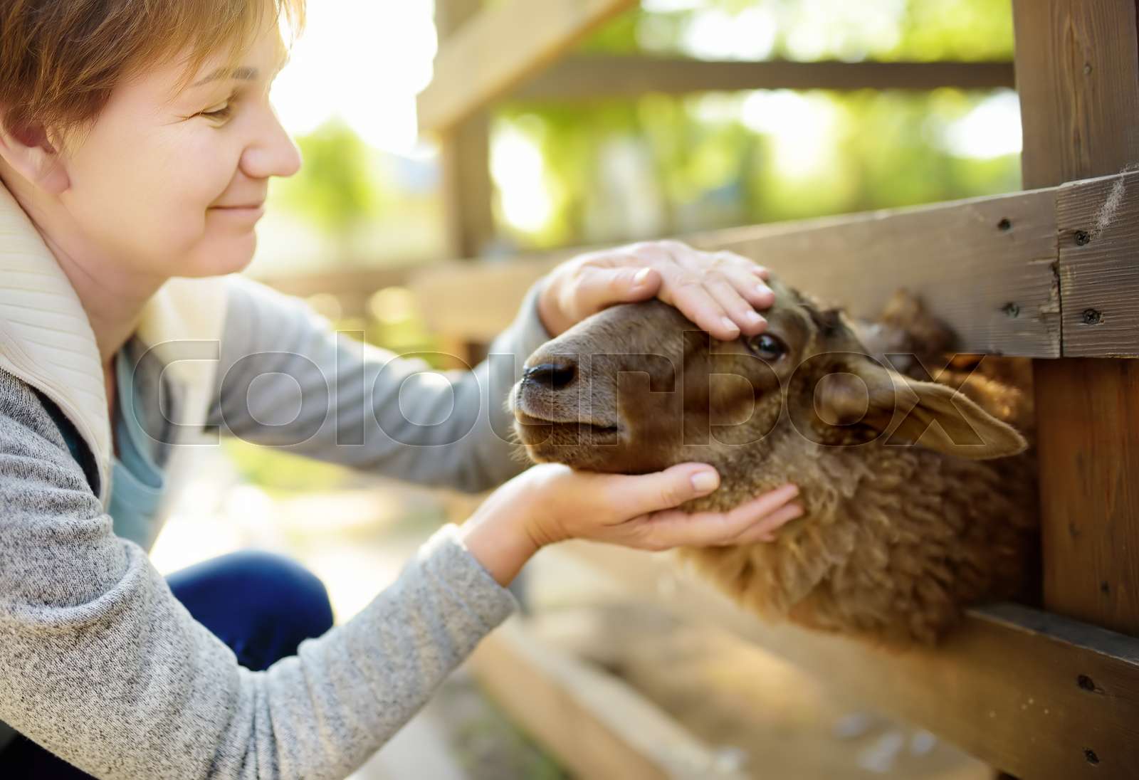 Mature woman petting sheep. People in petting zoo. Person having fun in ...