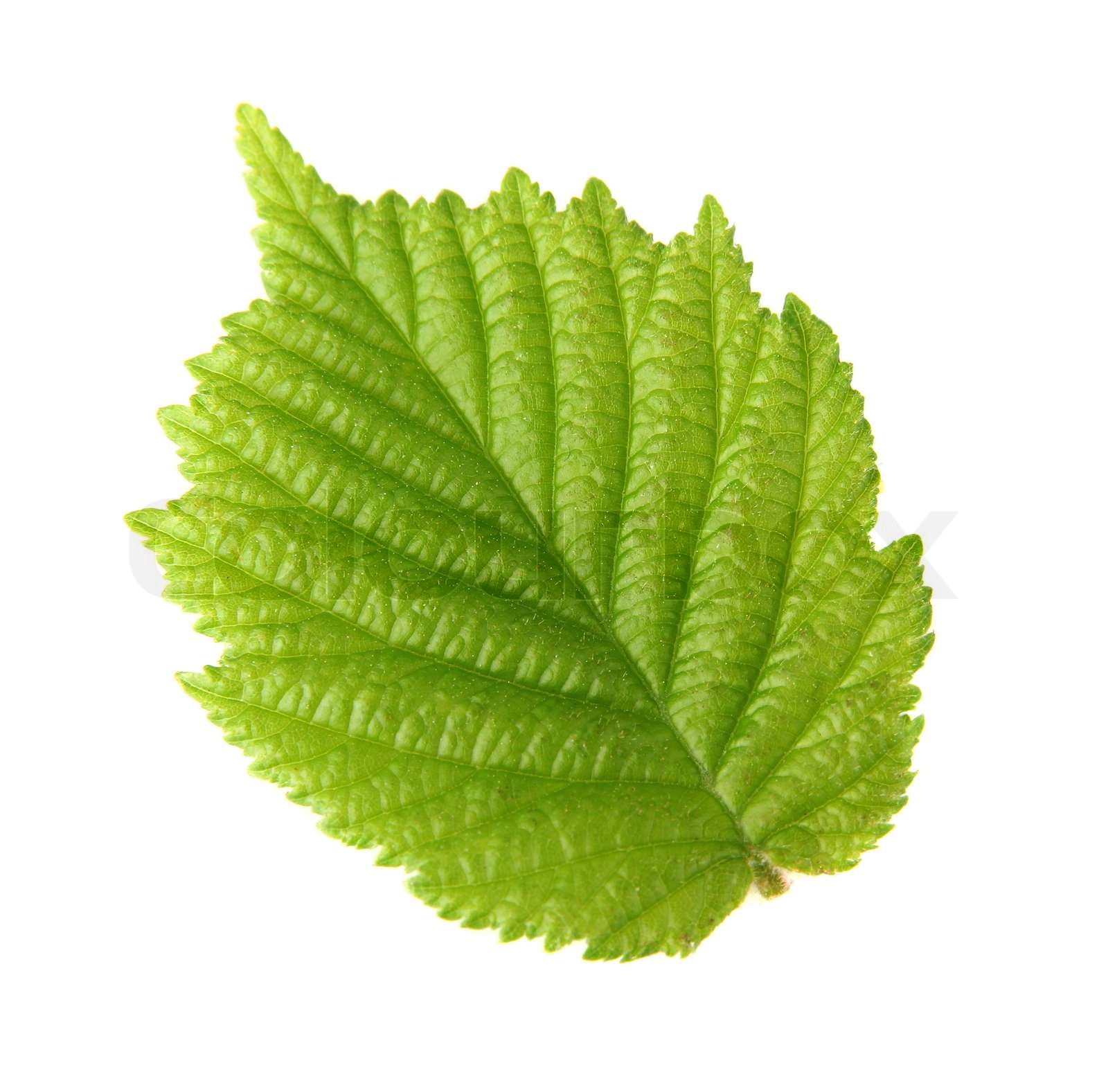 Blatt der Haselnuss | Stock Bild | Colourbox
