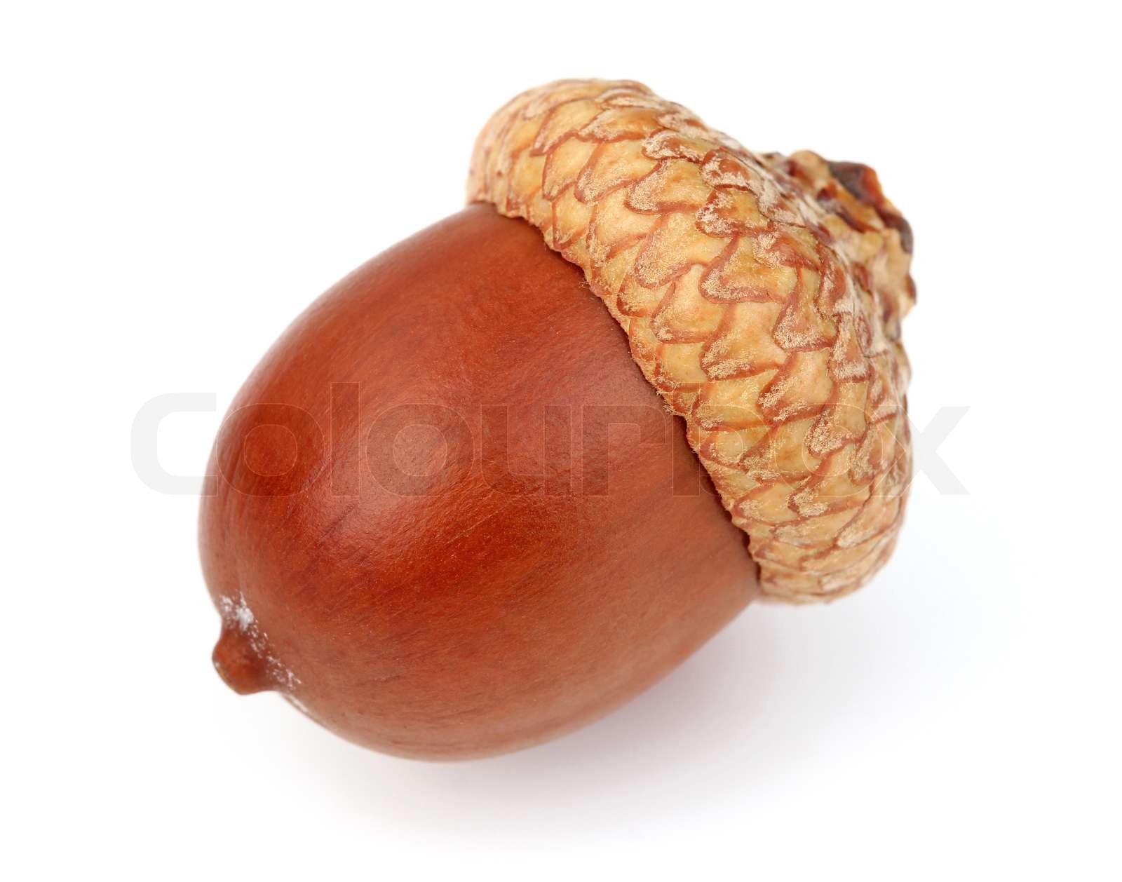 Dried acorn in closeup | Stock image | Colourbox