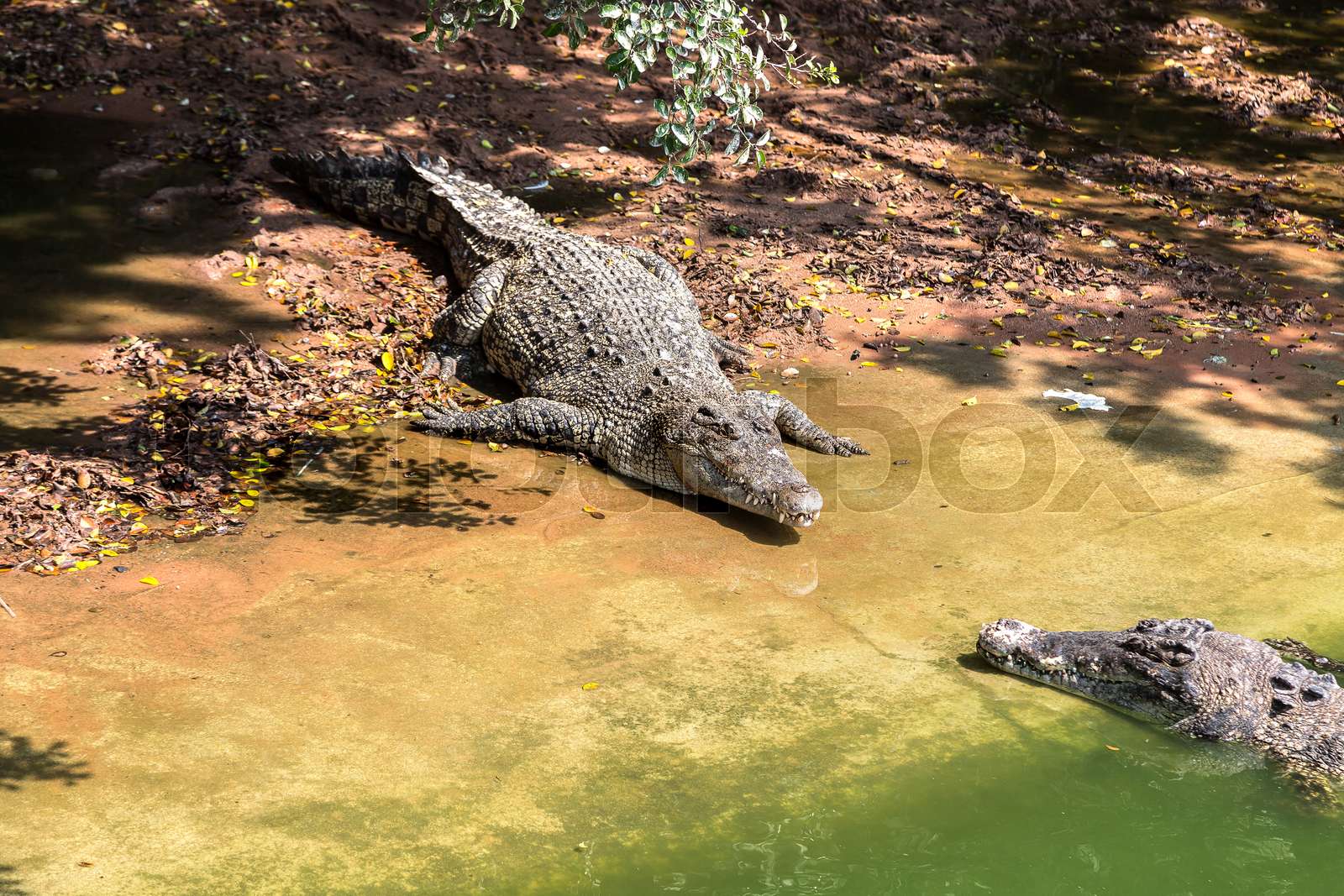 krokodil, aggression, sumpf | Stock Bild | Colourbox