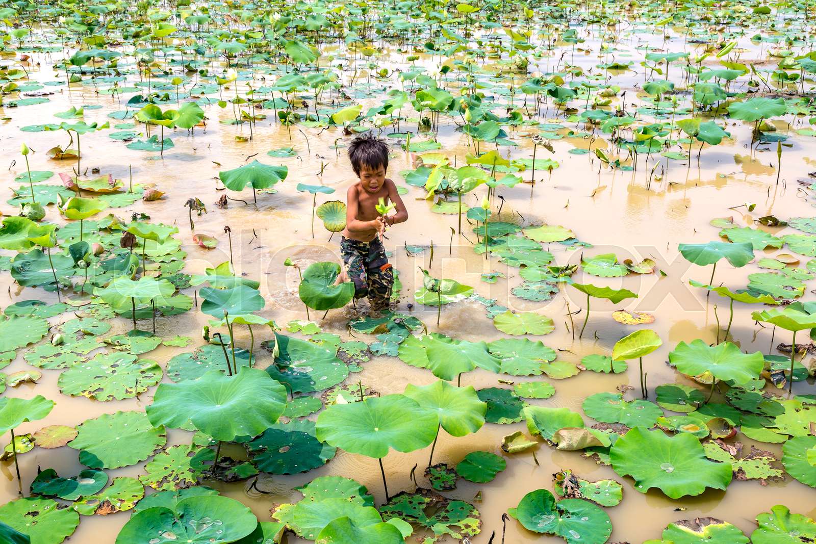 Lotus farm in Cambodia | Stock image | Colourbox