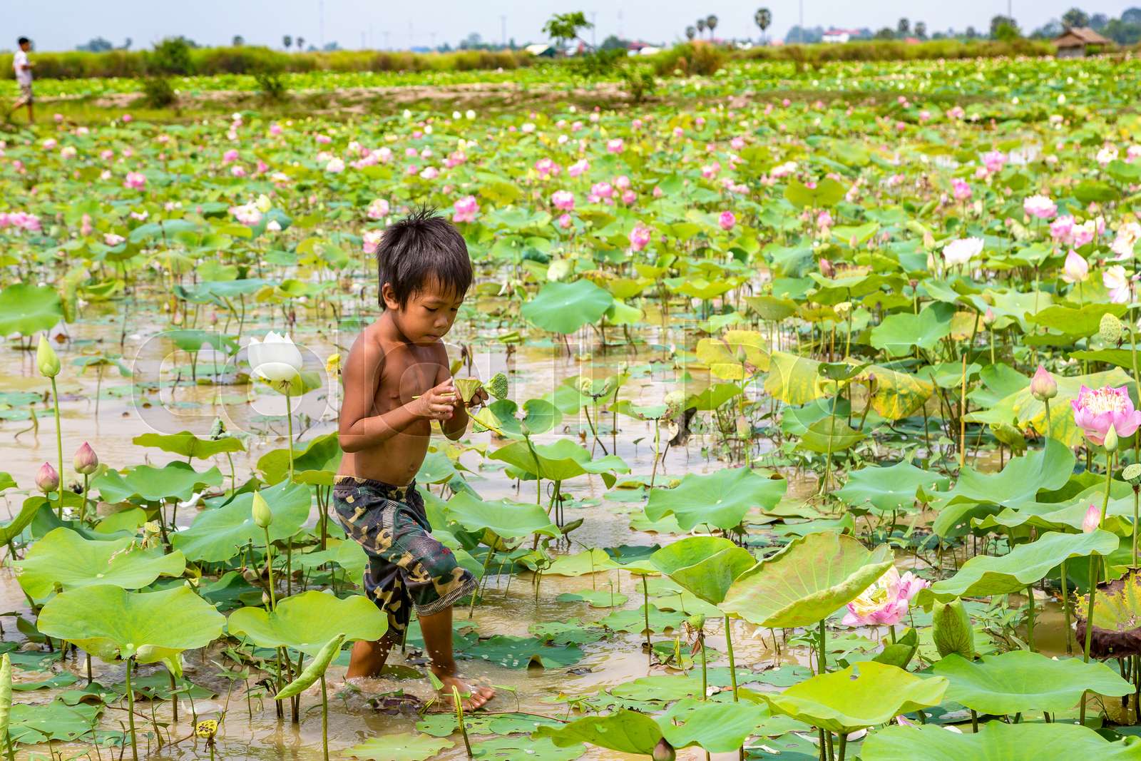 Lotus farm in Cambodia | Stock image | Colourbox