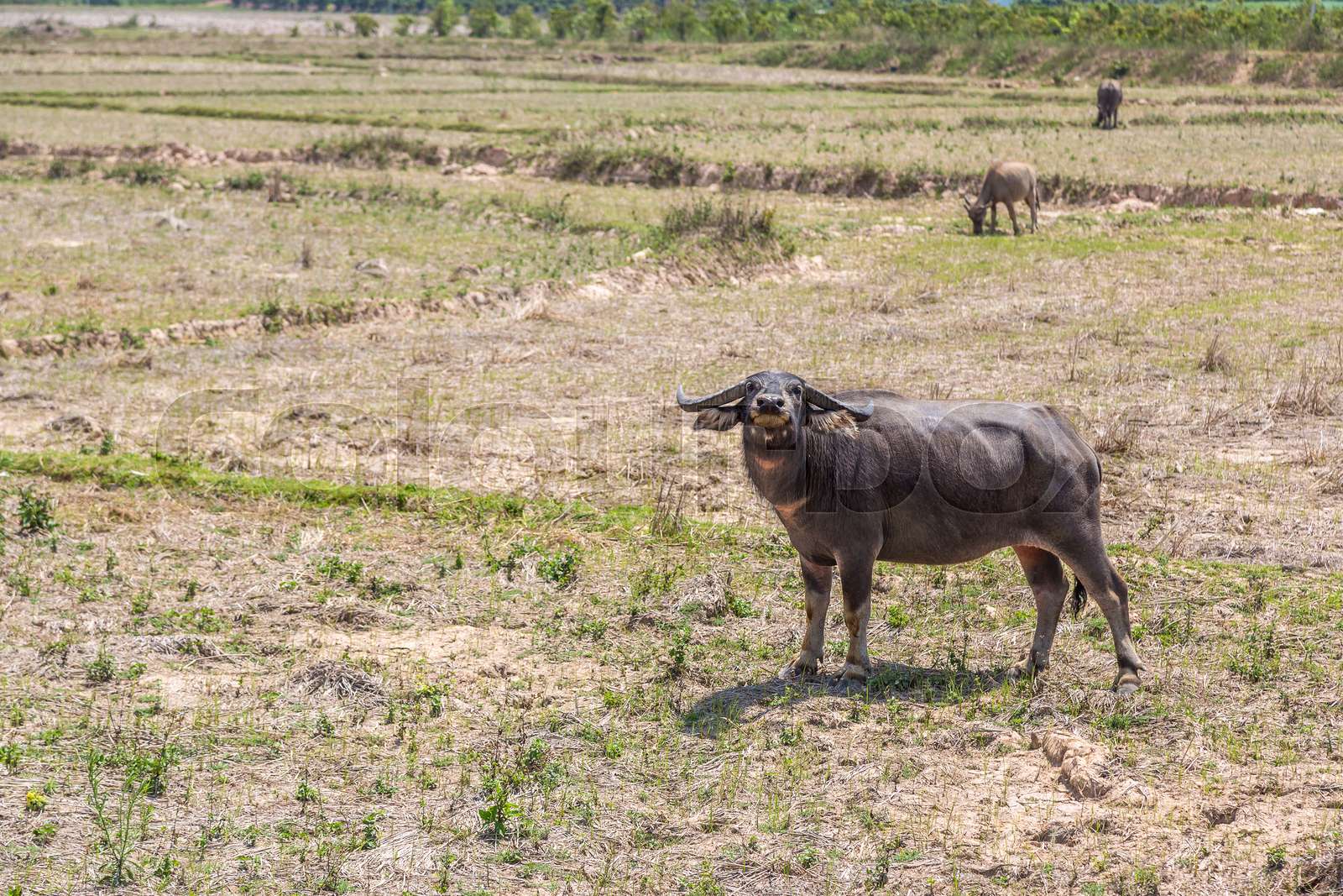 Cows in Vietnam | Stock image | Colourbox