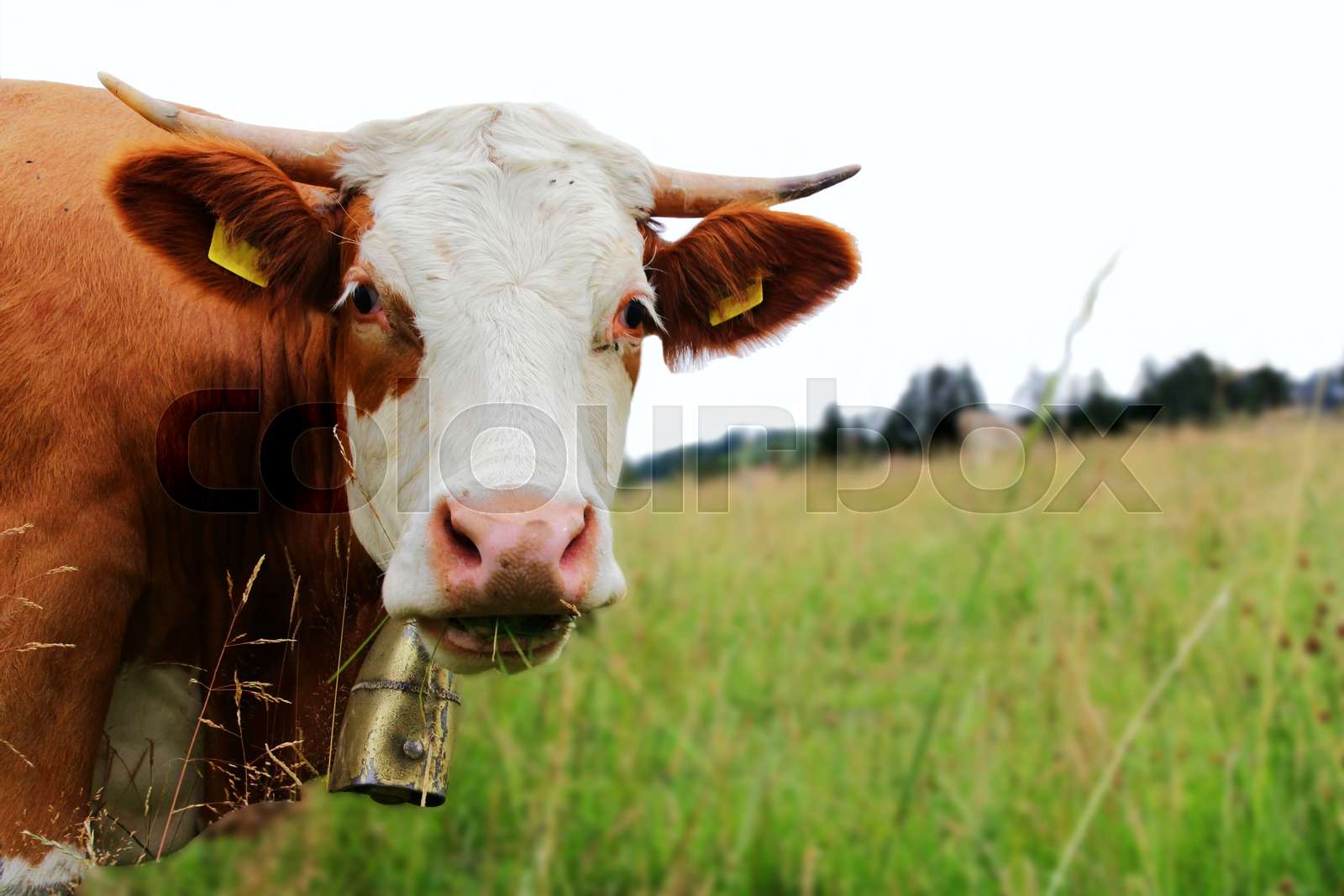 Hübsches Simmentaler Rind mit Hörner und Glocke auf der Weide ...