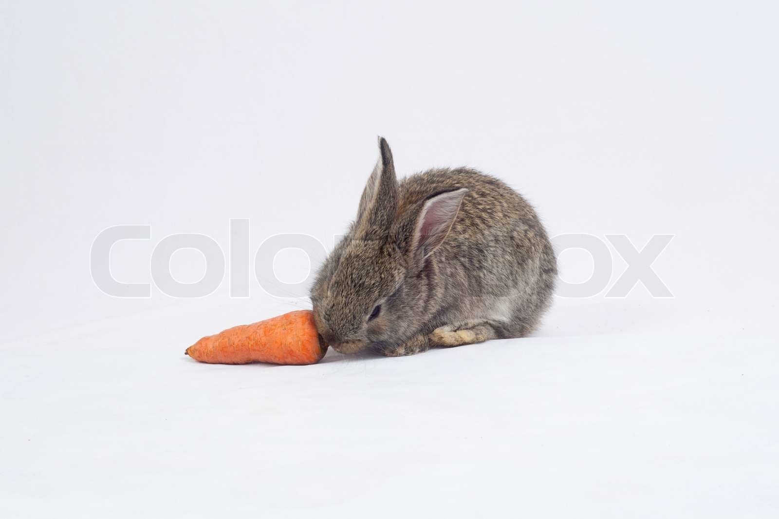 rabbit eating a carrot | Stock image | Colourbox