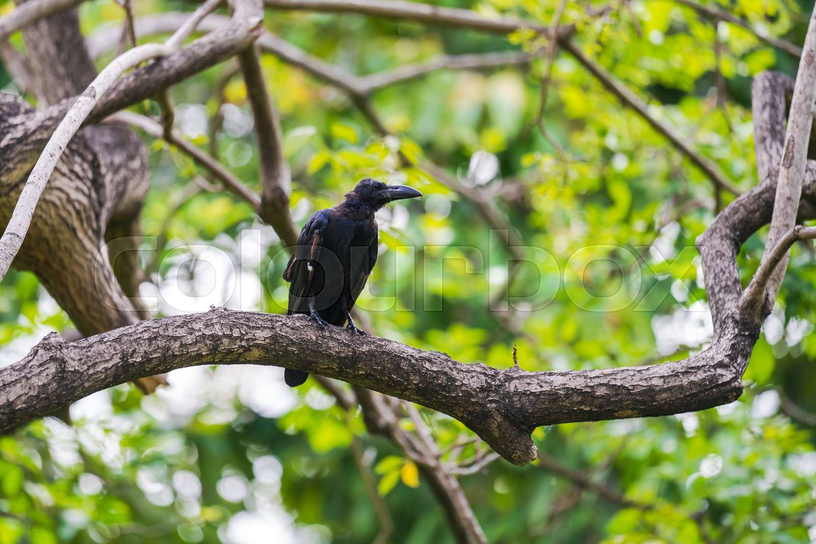 Black crow on tree branches | Stock image | Colourbox