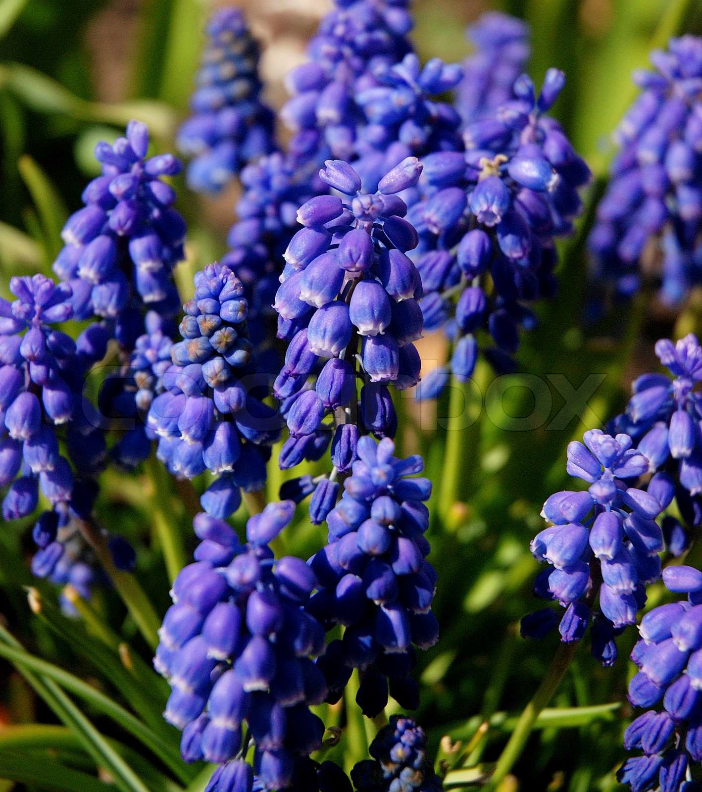 Blue Muscari Flowers | Stock image | Colourbox