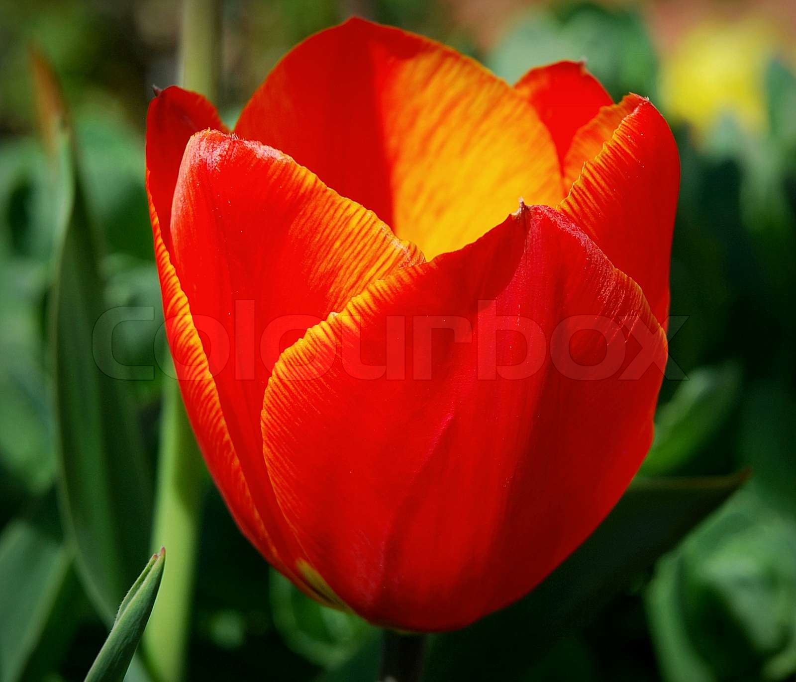 Bright Tulip, macro | Stock image | Colourbox