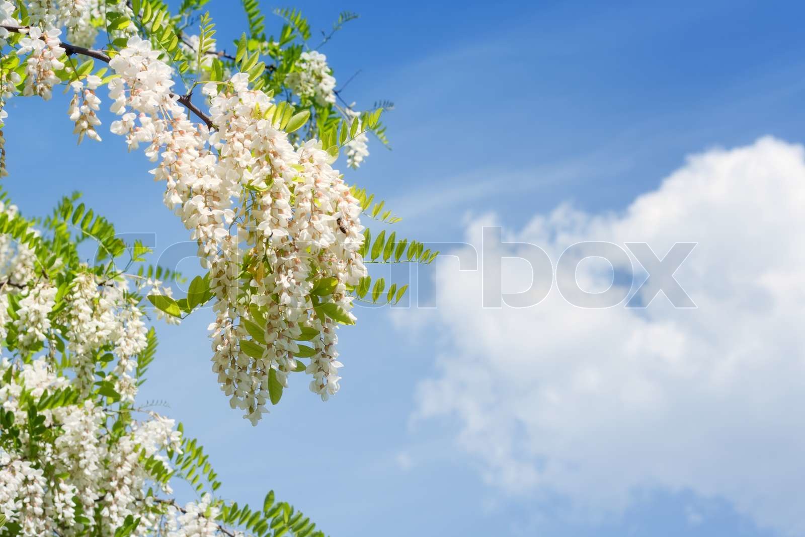blühende Akazien | Stock Bild | Colourbox