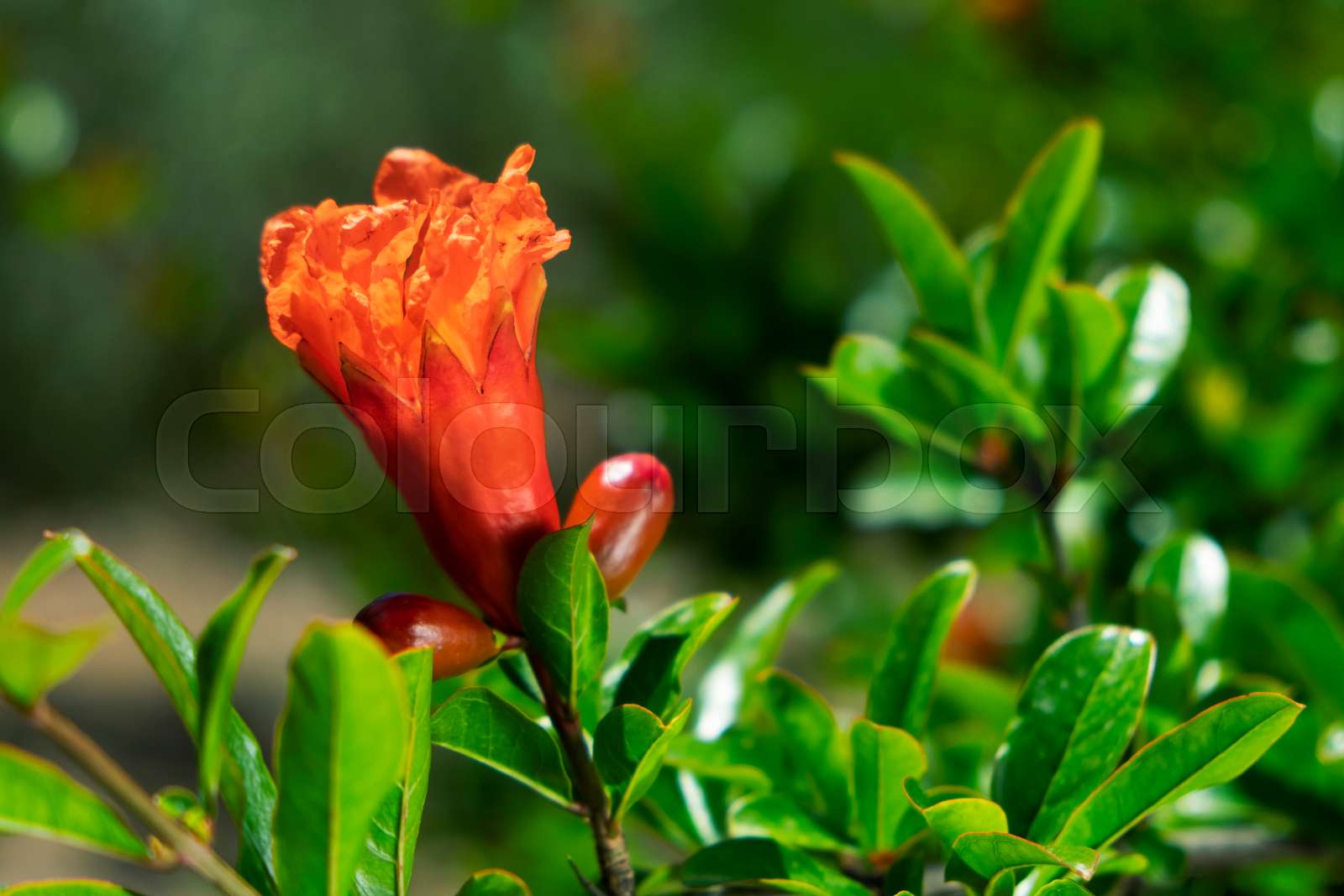 pomegranate tree in bloom | Stock image | Colourbox