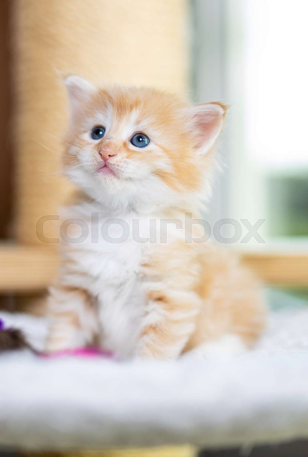 Norske skovkat killinger | Stock foto | Colourbox