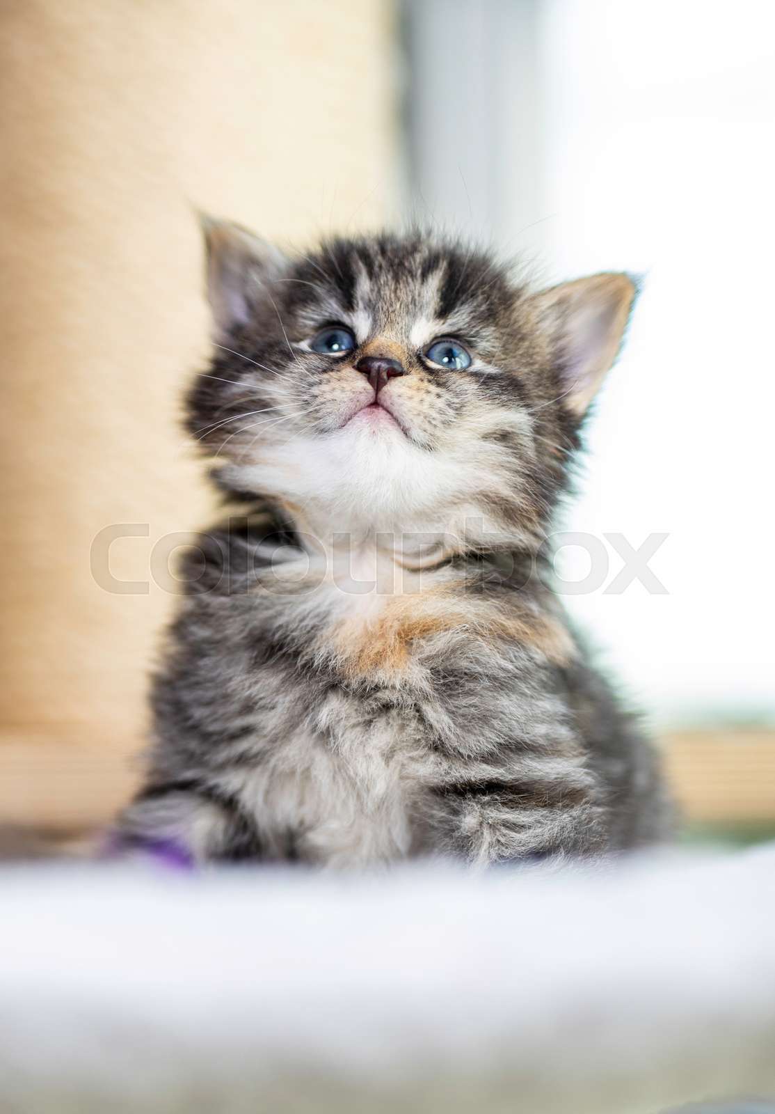 Norske skovkat killinger | Stock foto | Colourbox