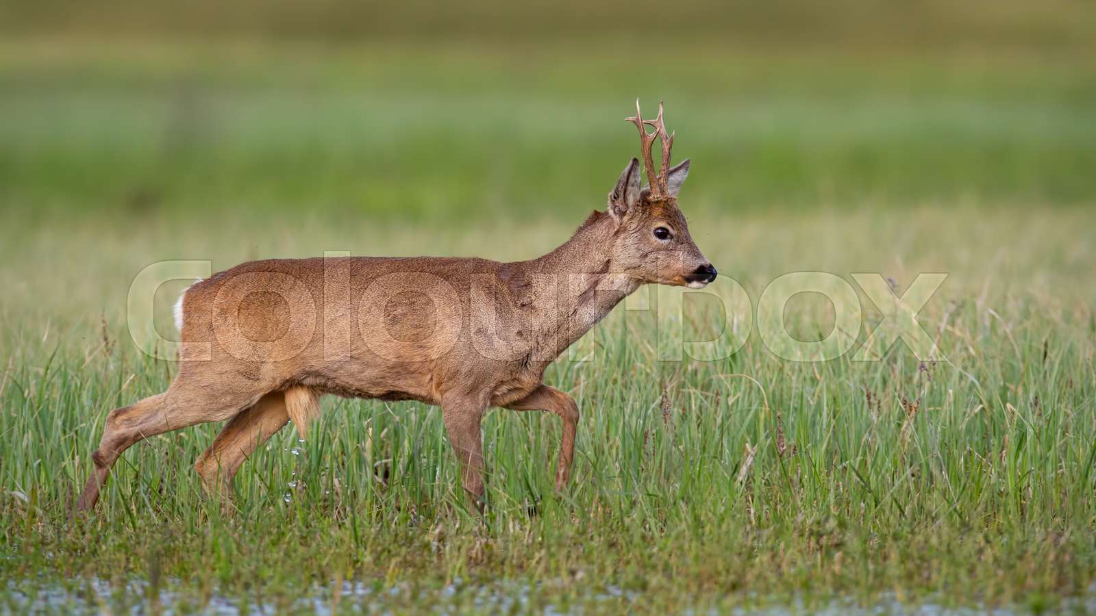 Roe deer buck in winter coat in spring walking on a green flooded ...