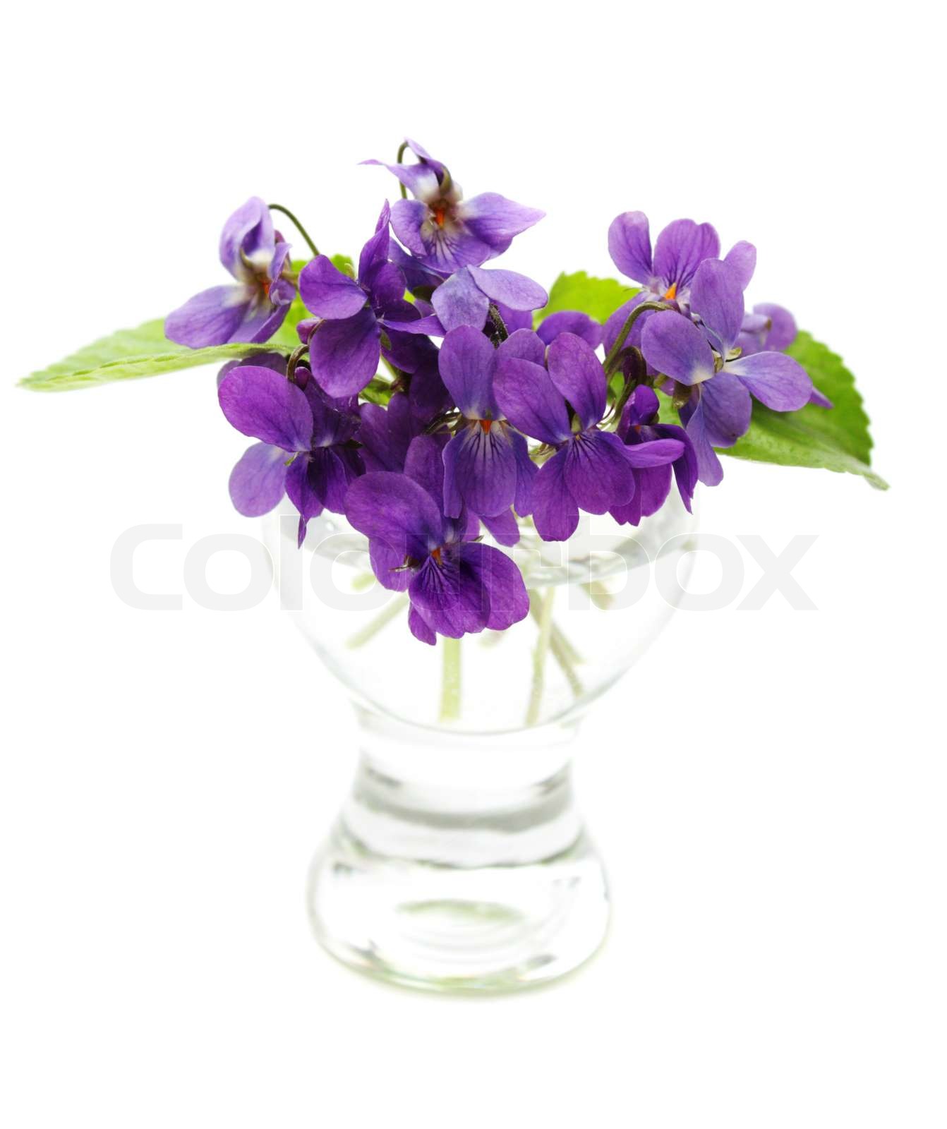 Violets in a vase | Stock image | Colourbox