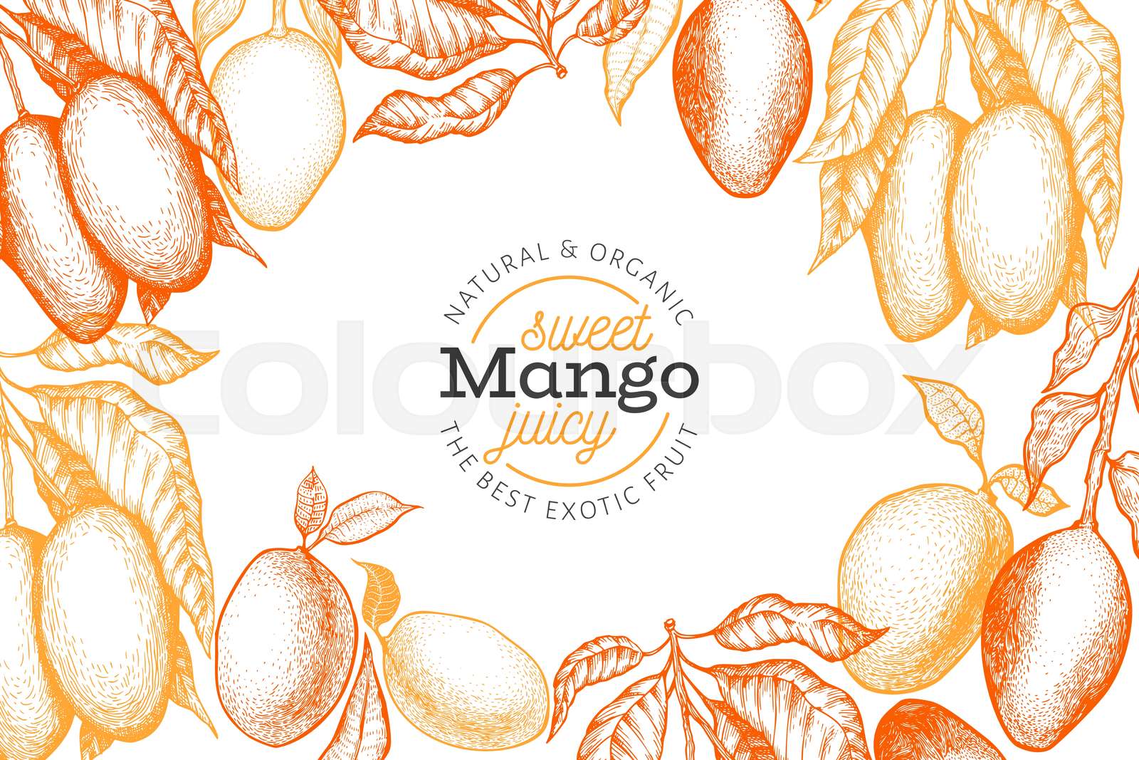 Mango design template. Hand drawn vector tropic fruit illustration ...
