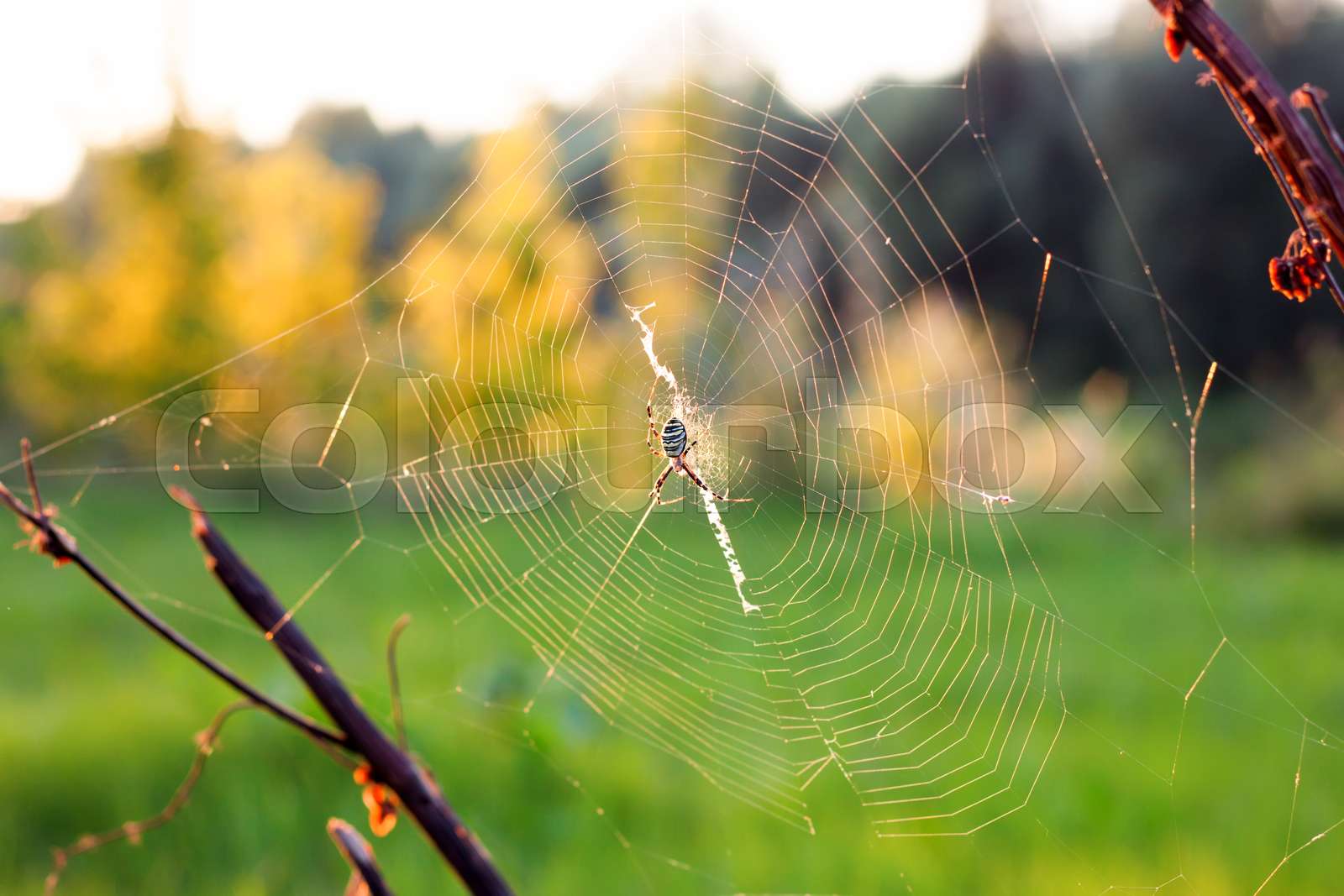 spider web or cobweb with spider | Stock image | Colourbox
