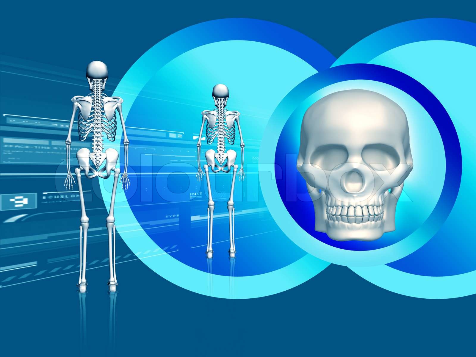 skeleton and human Skull | Stock image | Colourbox