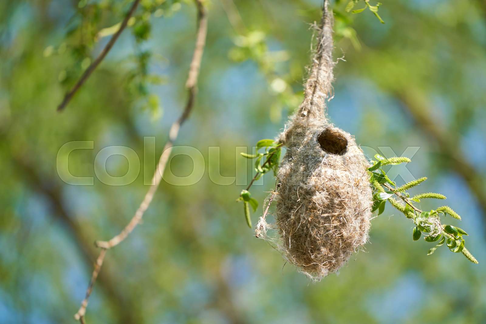 Nest of a Penduline Tit (Remiz pendulinus) | Stock image | Colourbox