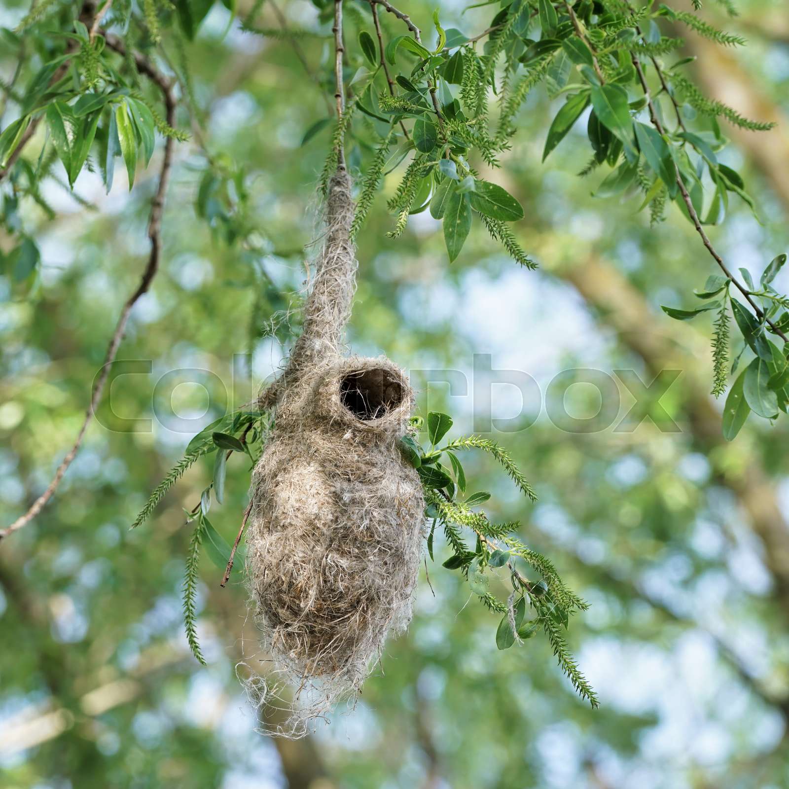 Nest of a Penduline Tit (Remiz pendulinus) | Stock image | Colourbox