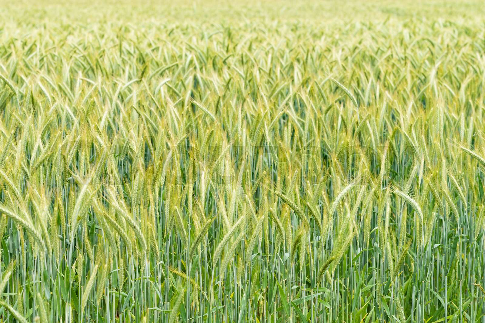 acker, weizen, bauernhof | Stock Bild | Colourbox