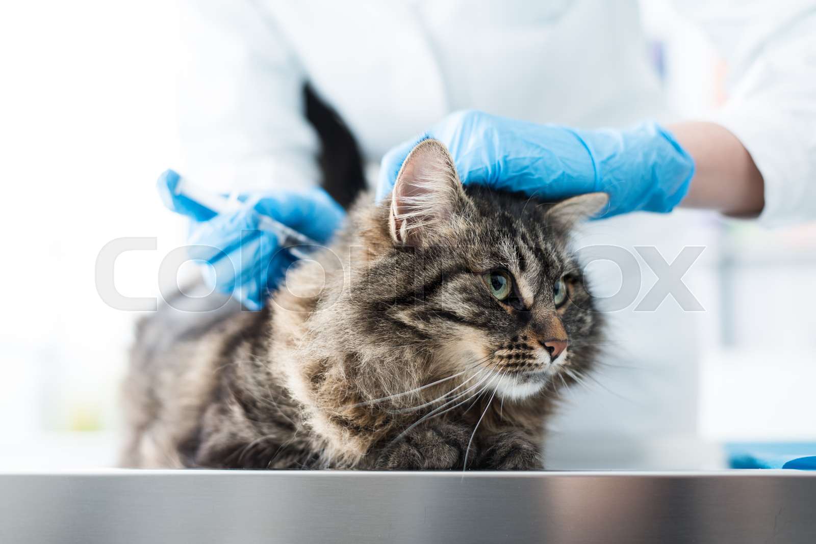 Veterinarian giving an injection to a pet | Stock image | Colourbox