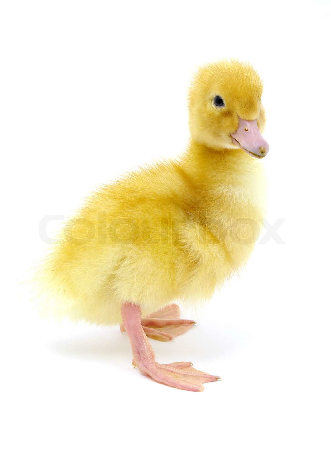 yellow duck | Stock image | Colourbox