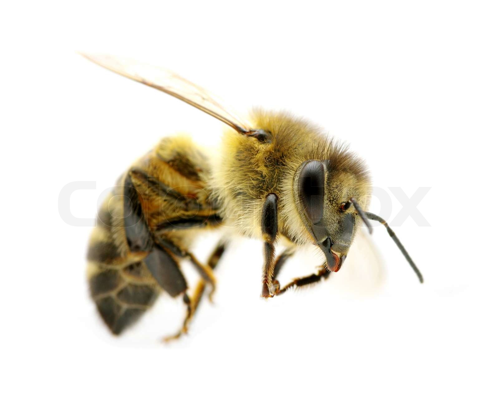 Biene | Stock Bild | Colourbox