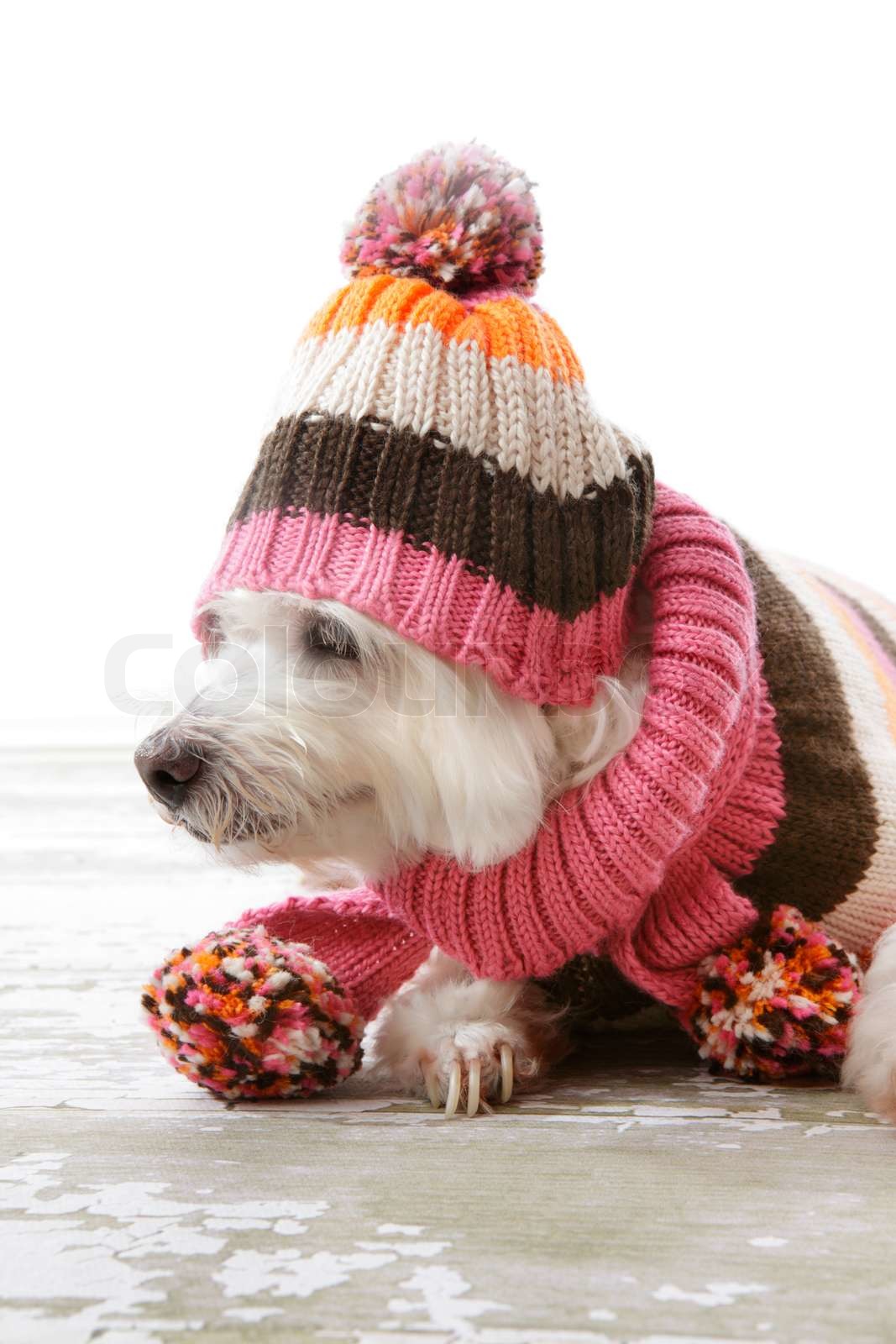 Dog wearing winter woollen clothing | Stock image | Colourbox