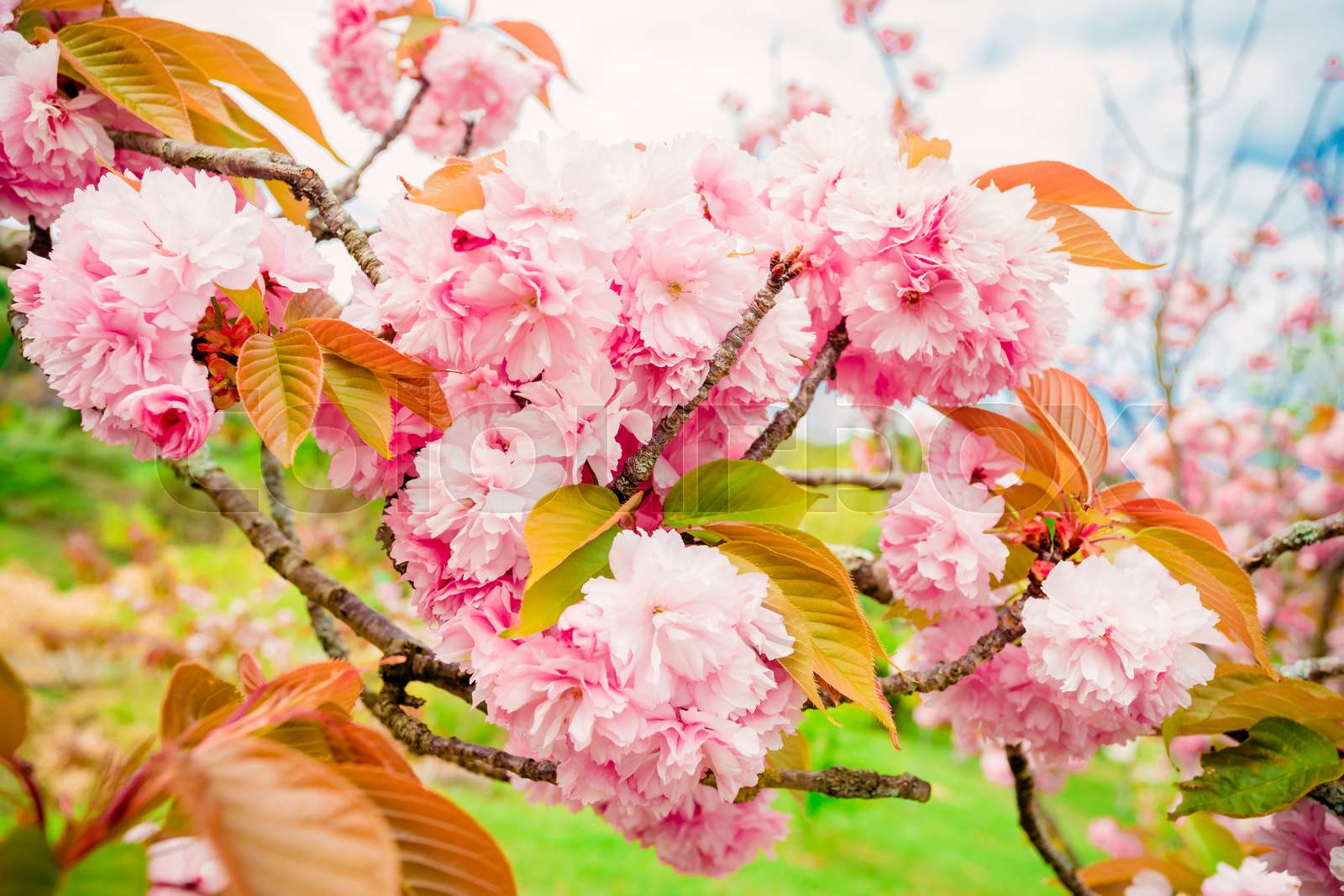 spring landscape with flowering flowers on meadow | Stock image | Colourbox