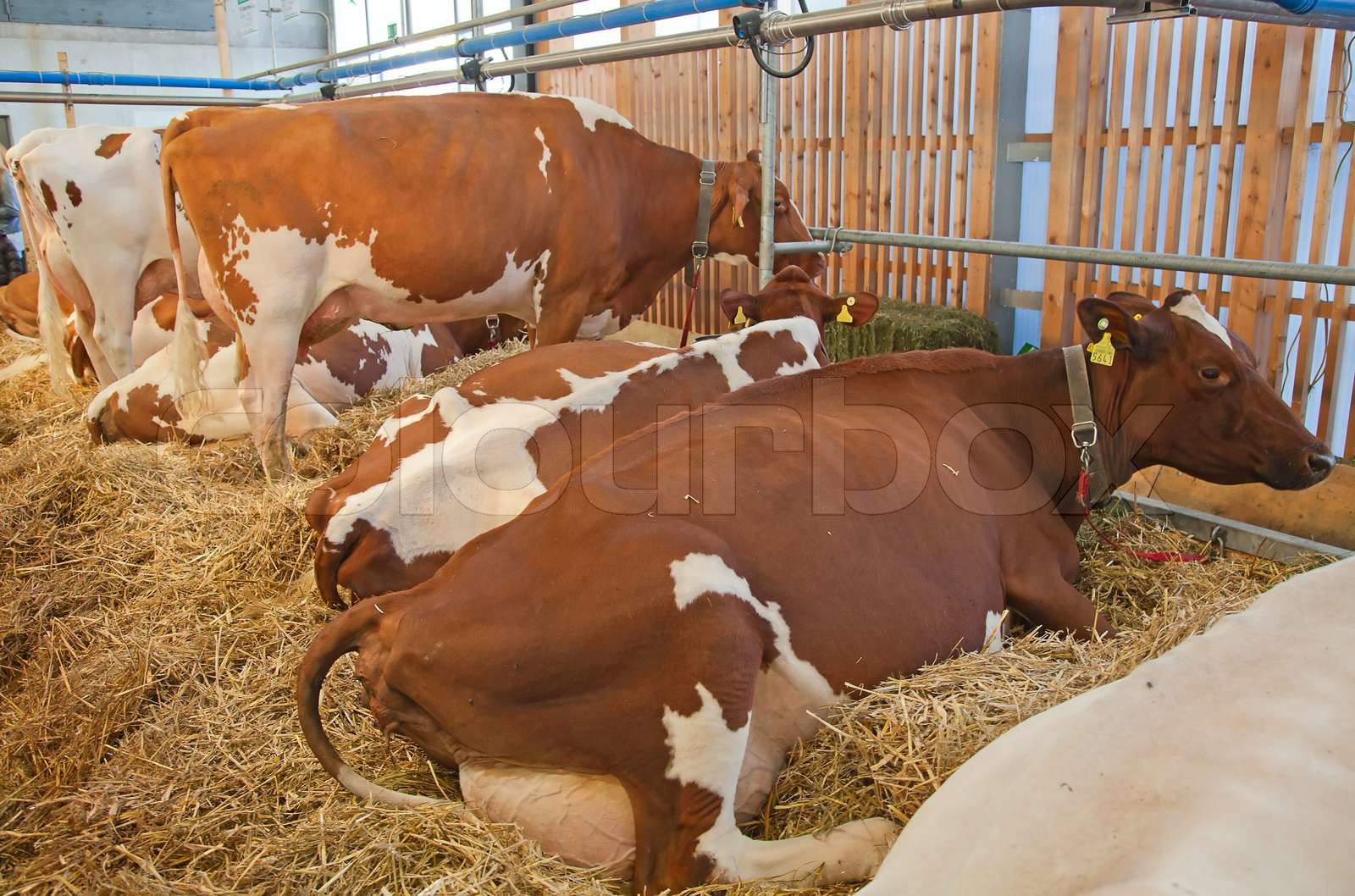 swiss cow farm | Stock image | Colourbox