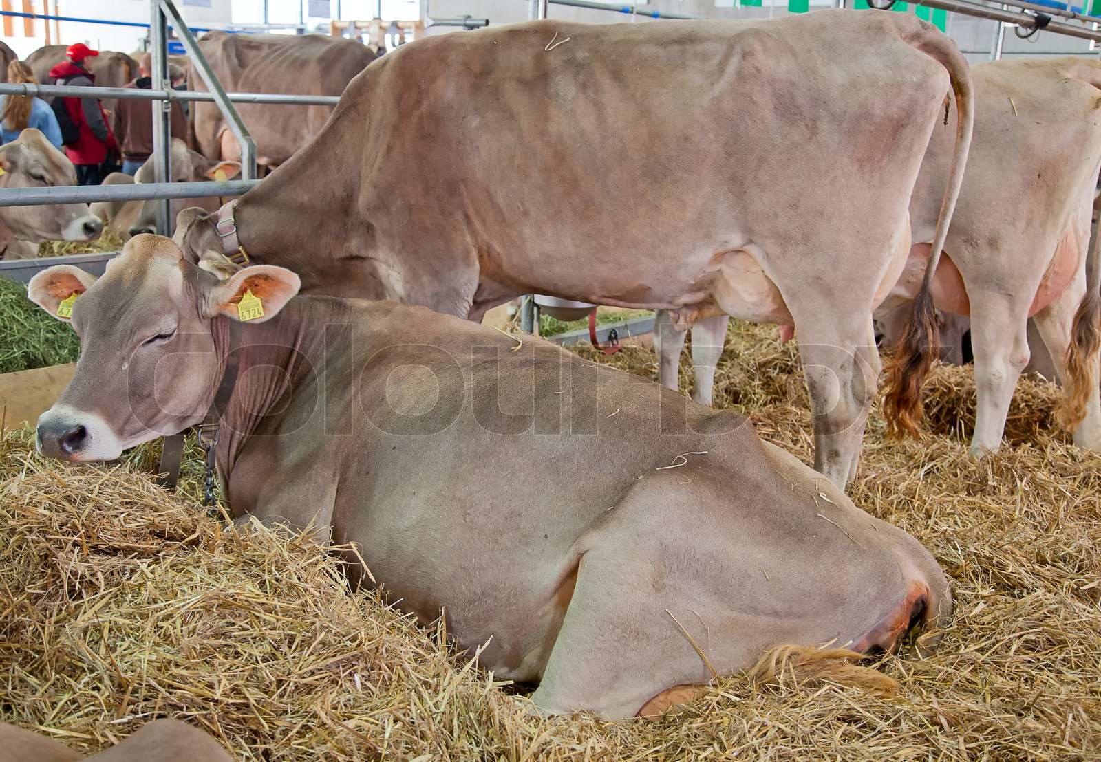 swiss cow farm | Stock image | Colourbox