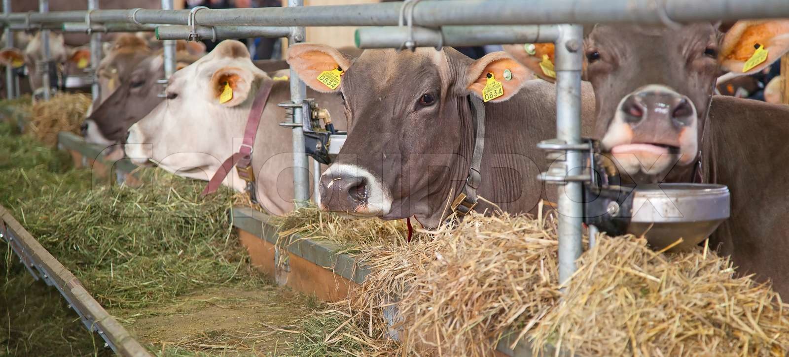 swiss cow farm | Stock image | Colourbox